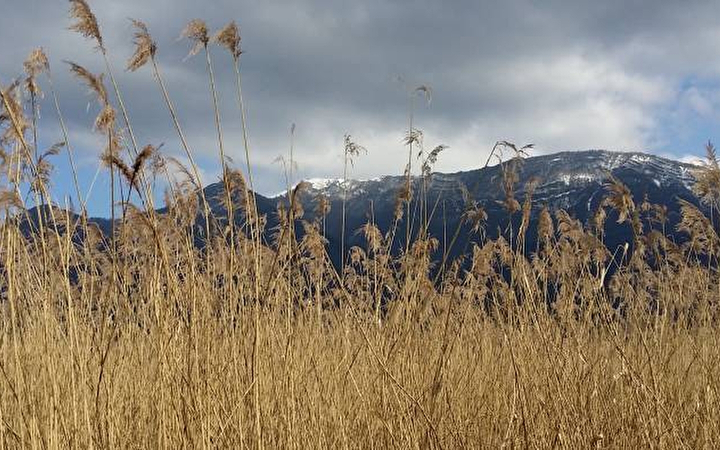 Grand chantier nature ! (9-14 ans) – Marais de Lavours | Montagnes du Jura