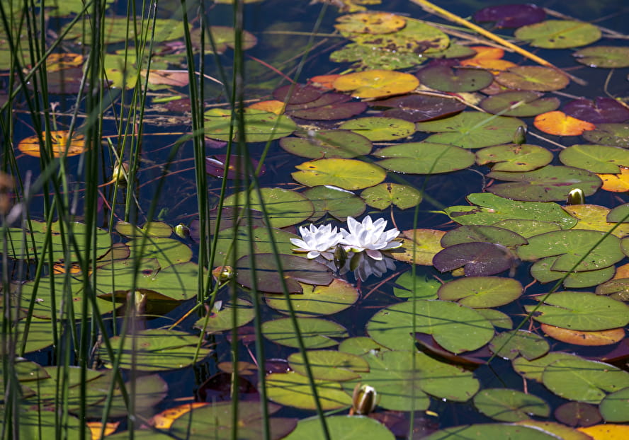 Lac de Remoray : balade et baignade | Montagnes du Jura