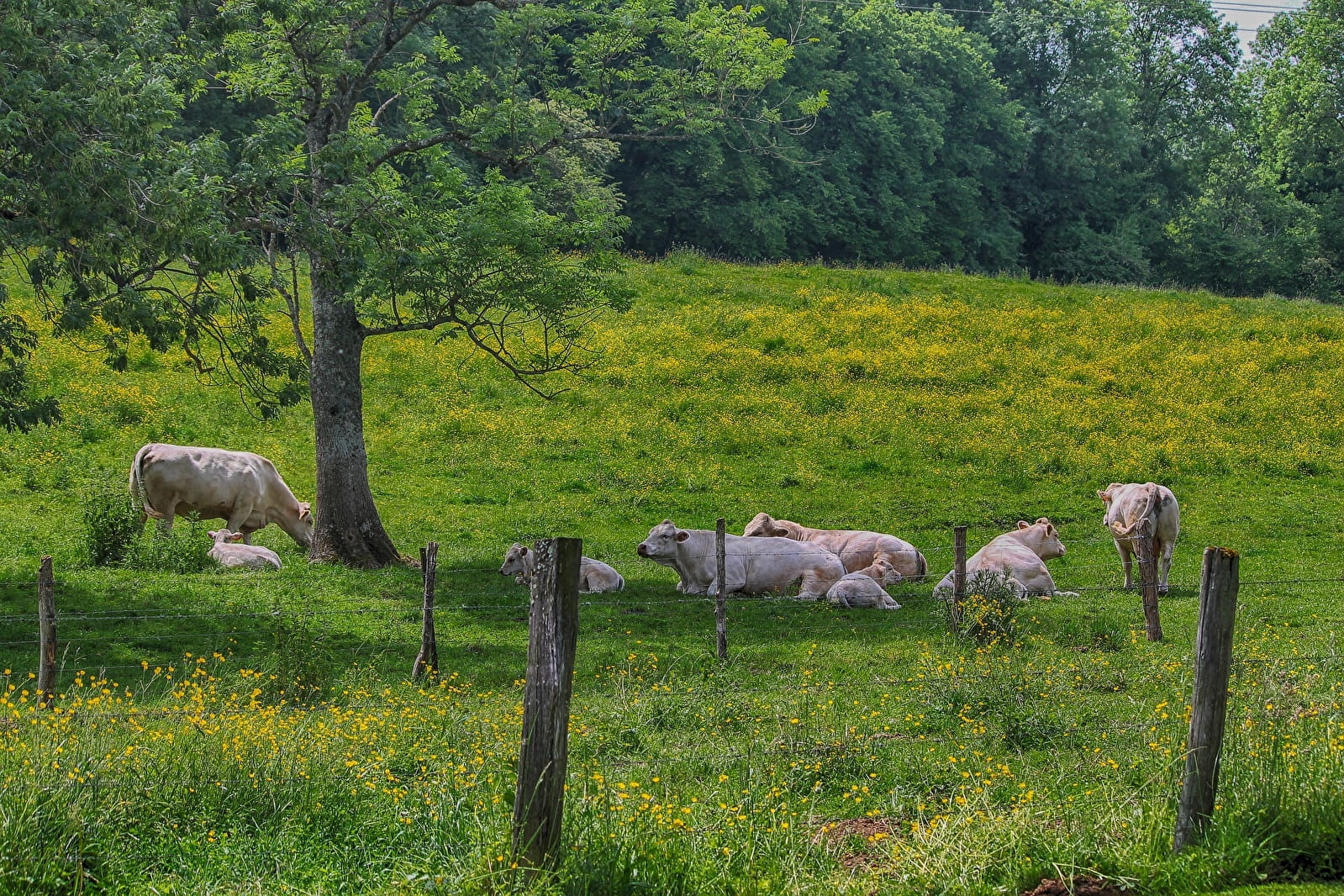 La ferme Chassard | Montagnes du Jura
