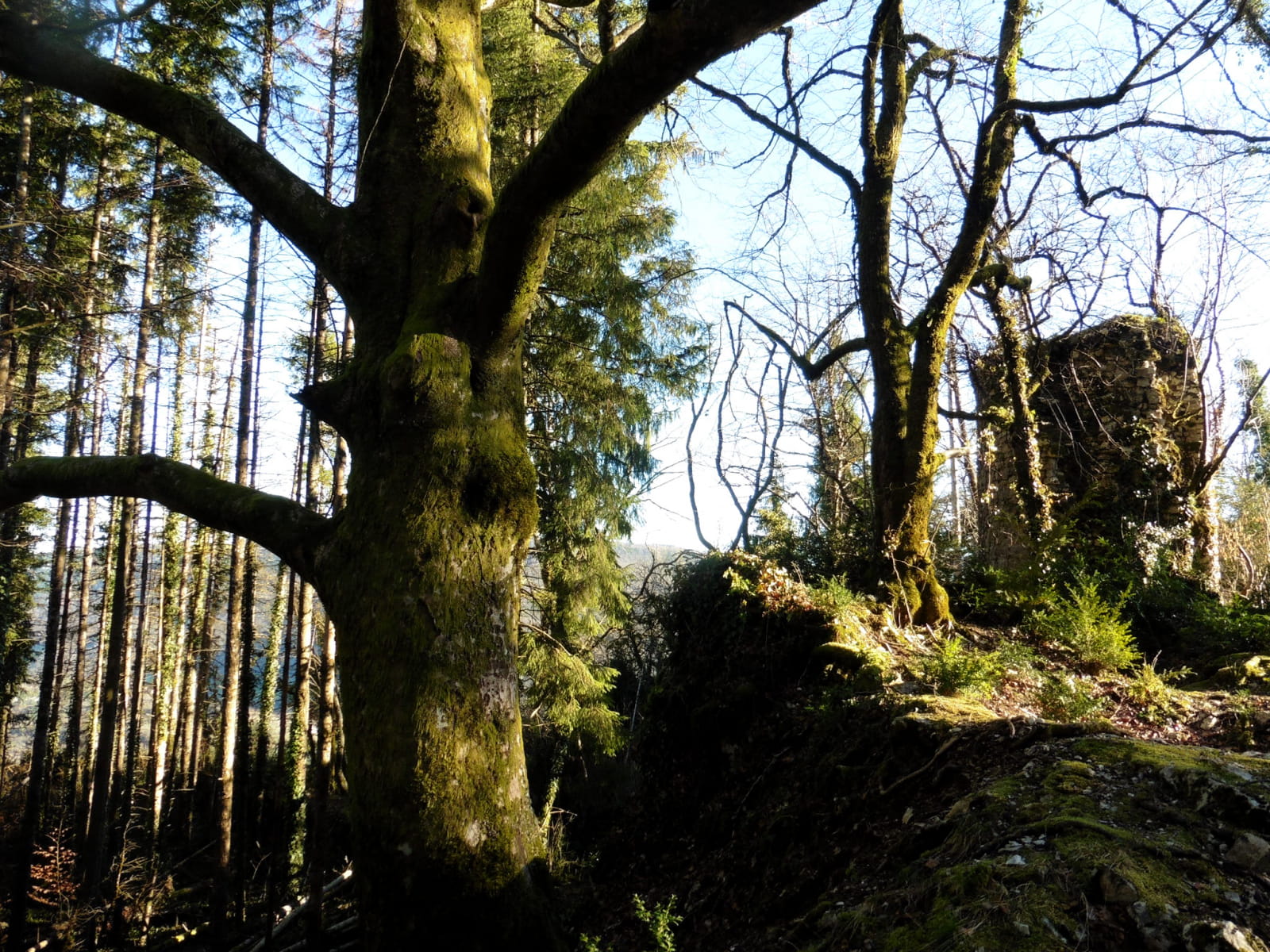 Castrum de Montdidier | Montagnes du Jura