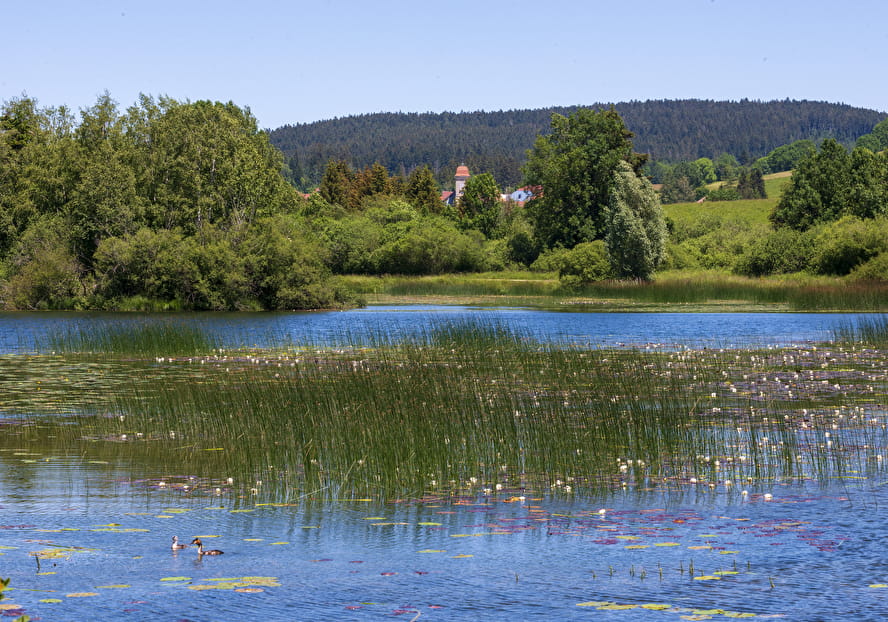 Lac de Remoray : balade et baignade | Montagnes du Jura